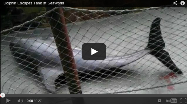 Bleeding, Struggling Dolphins and Whales at SeaWorld - SeaWorld of Hurt