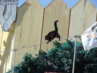 'Pets Ahoy' and 'Pets Rule!' Shows Mean Even More Cruelty at SeaWorld ...