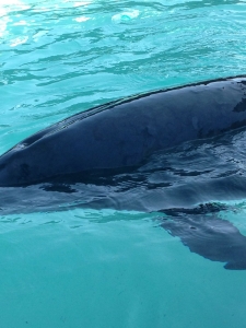 Exposed: A Veterinarian Visits SeaWorld - SeaWorld of Hurt