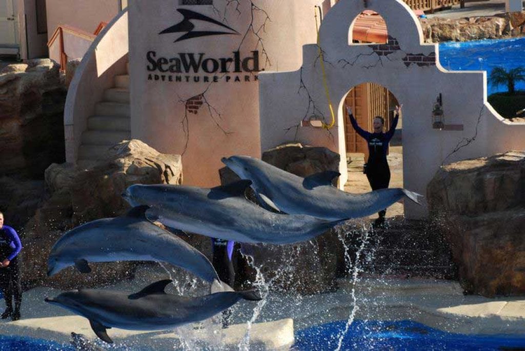 8 Disturbing Dolphin Facts SeaWorld Doesn't Want You to Know - SeaWorld ...