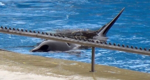 Orca Kohana Dies at Spain’s Loro Parque | SeaWorld of Hurt