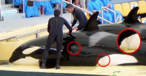 Orca Kohana Dies at Spain’s Loro Parque | SeaWorld of Hurt