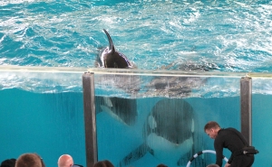Why SeaWorld's Tanks Will NEVER Be Enough - SeaWorld of Hurt