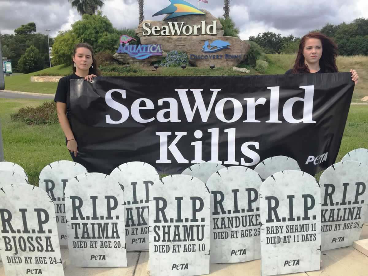 Tank to Tombstone: 'Graveyards' Honor Orcas Who Died at SeaWorld ...