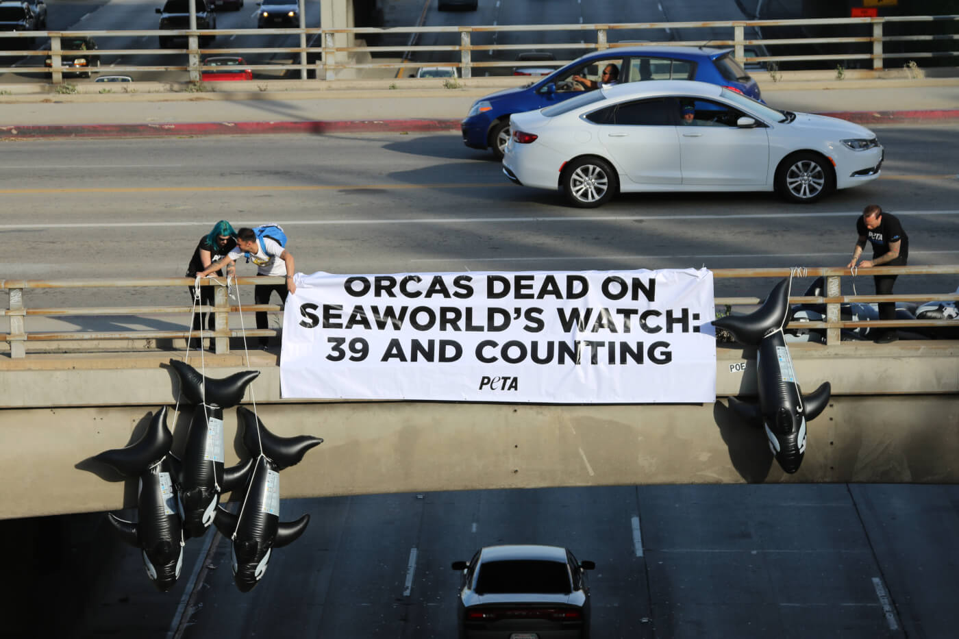 39 'Dead Orcas' Hang Over L.A. Freeway During SeaWorld Protest