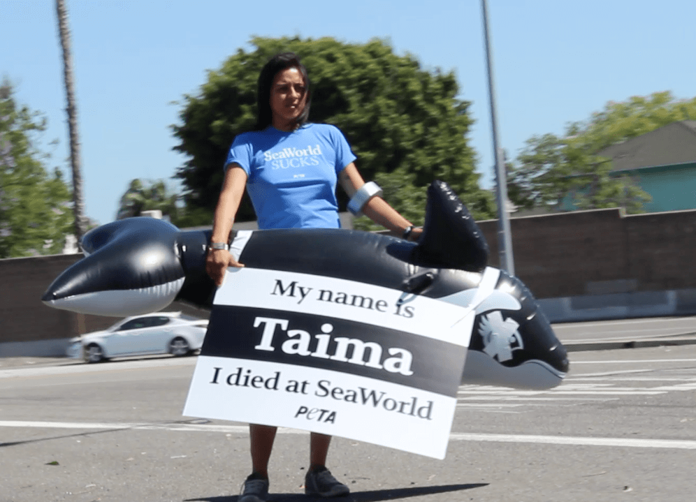 'Dead Orcas' Storm Los Angeles Freeway to Protest SeaWorld