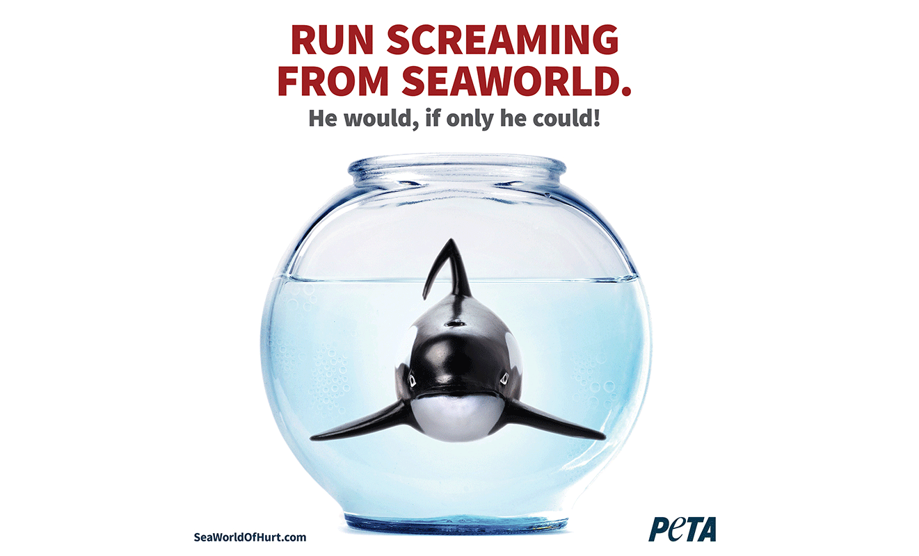 San Diego Airport Bans PETA's Anti-SeaWorld Advertisements