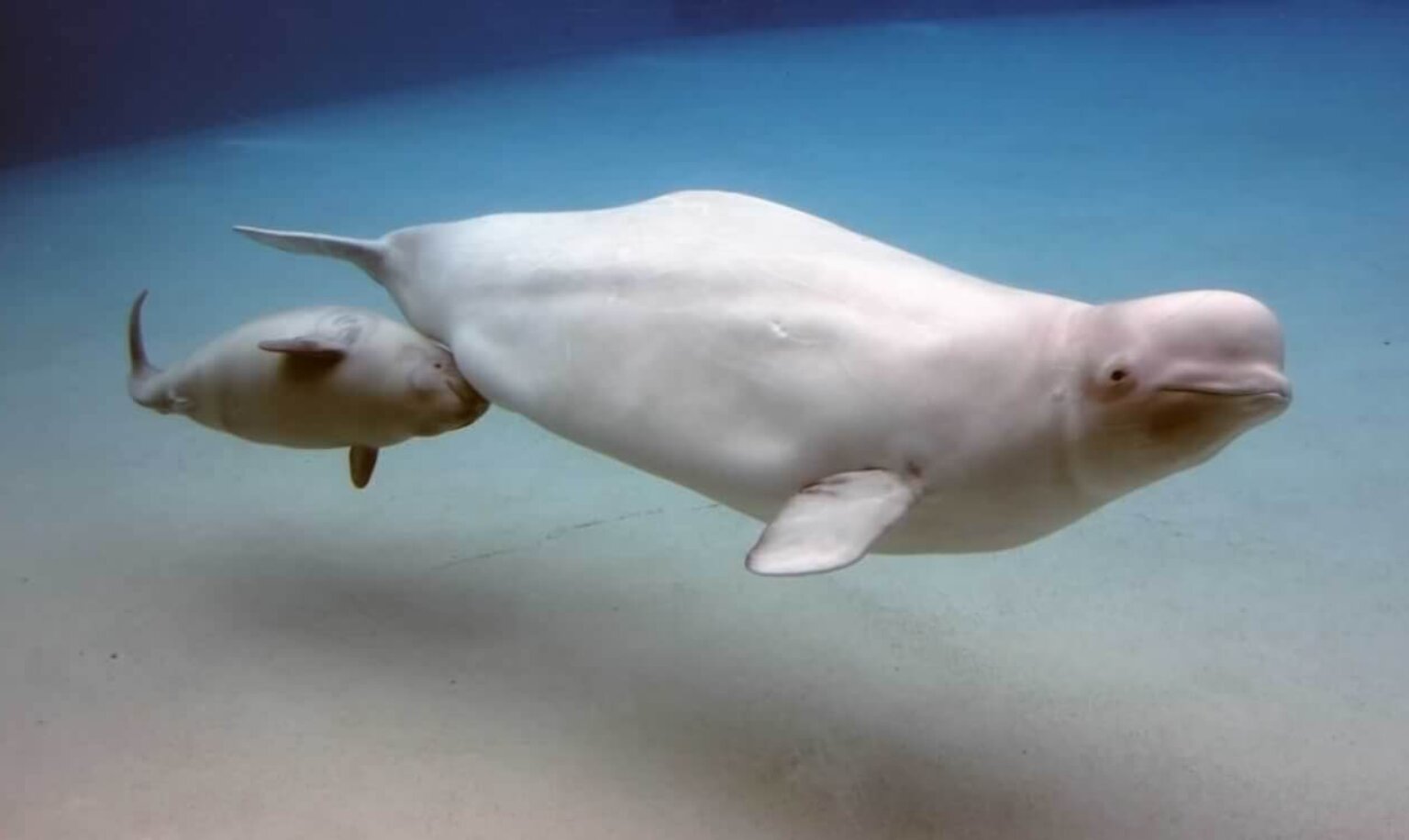 SeaWorld's Open Letter - SeaWorld of Hurt