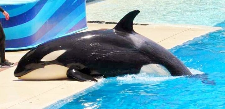 Does SeaWorld Still Have Orcas? | PETA