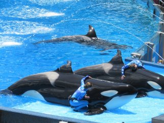 Orca Katina's Dorsal Fin Split Open at SeaWorld Orlando