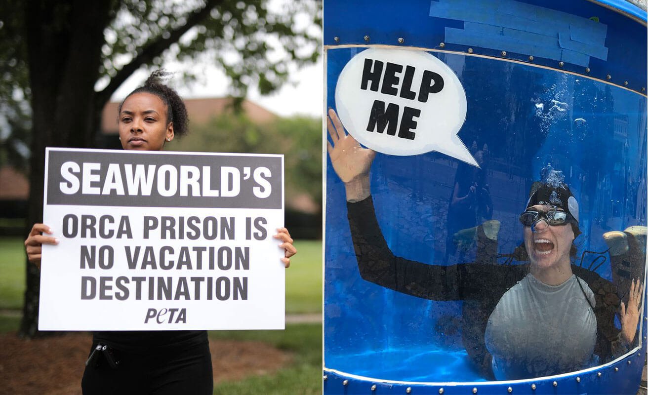How #BoycottSeaWorldDay Took Over the Internet | PETA