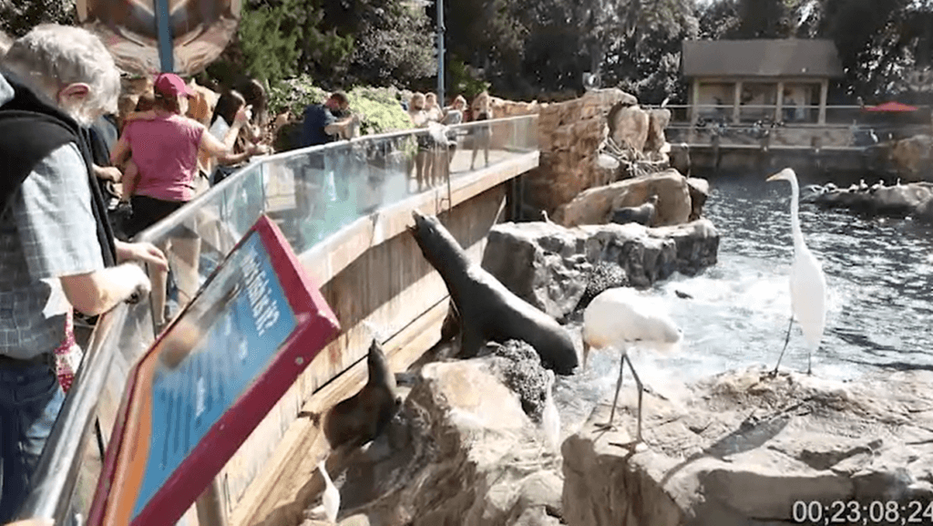 SeaWorld Should Be Emptying Tanks, Not Reopening | PETA