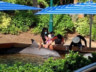 SeaWorld Should Be Emptying Tanks, Not Reopening | PETA