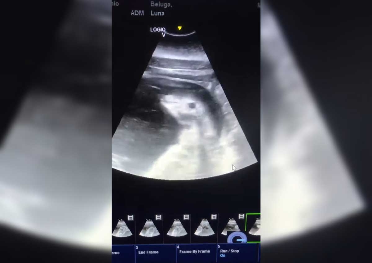 Beluga Luna Births Another Doomed Calf at SeaWorld | Blog