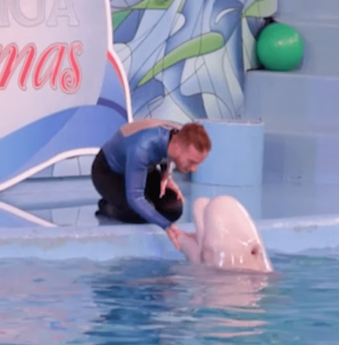 Beluga Luna Births Another Doomed Calf at SeaWorld | Blog