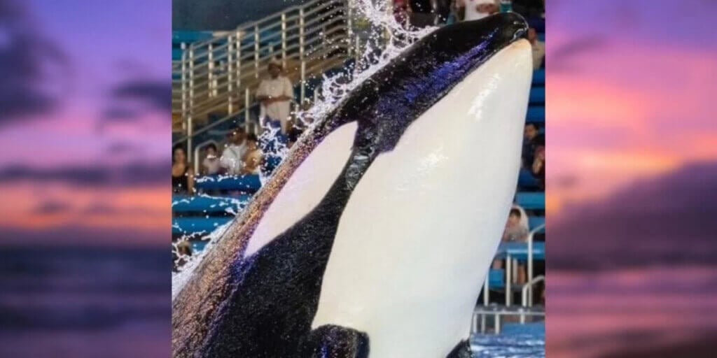 Orcas at SeaWorld San Antonio: Past and Present