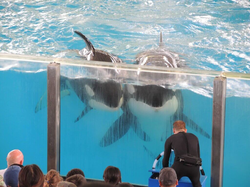 Orcas at SeaWorld San Antonio: Past and Present
